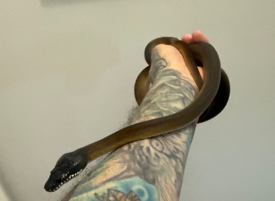 Northern White-Lipped Python by AMW Exotics