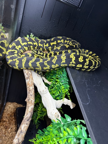 Jungle Carpet Python by AMW Exotics