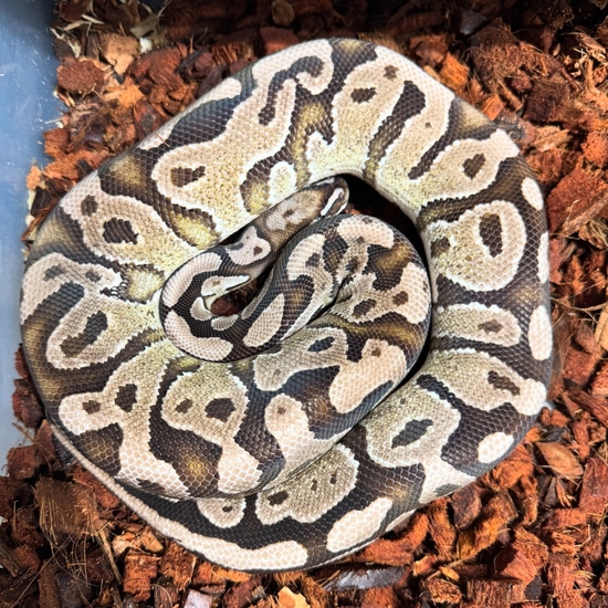 RTB VPI Axanthic Fire/Vanilla 100% Het Pied Ball Python by Palm Pythons