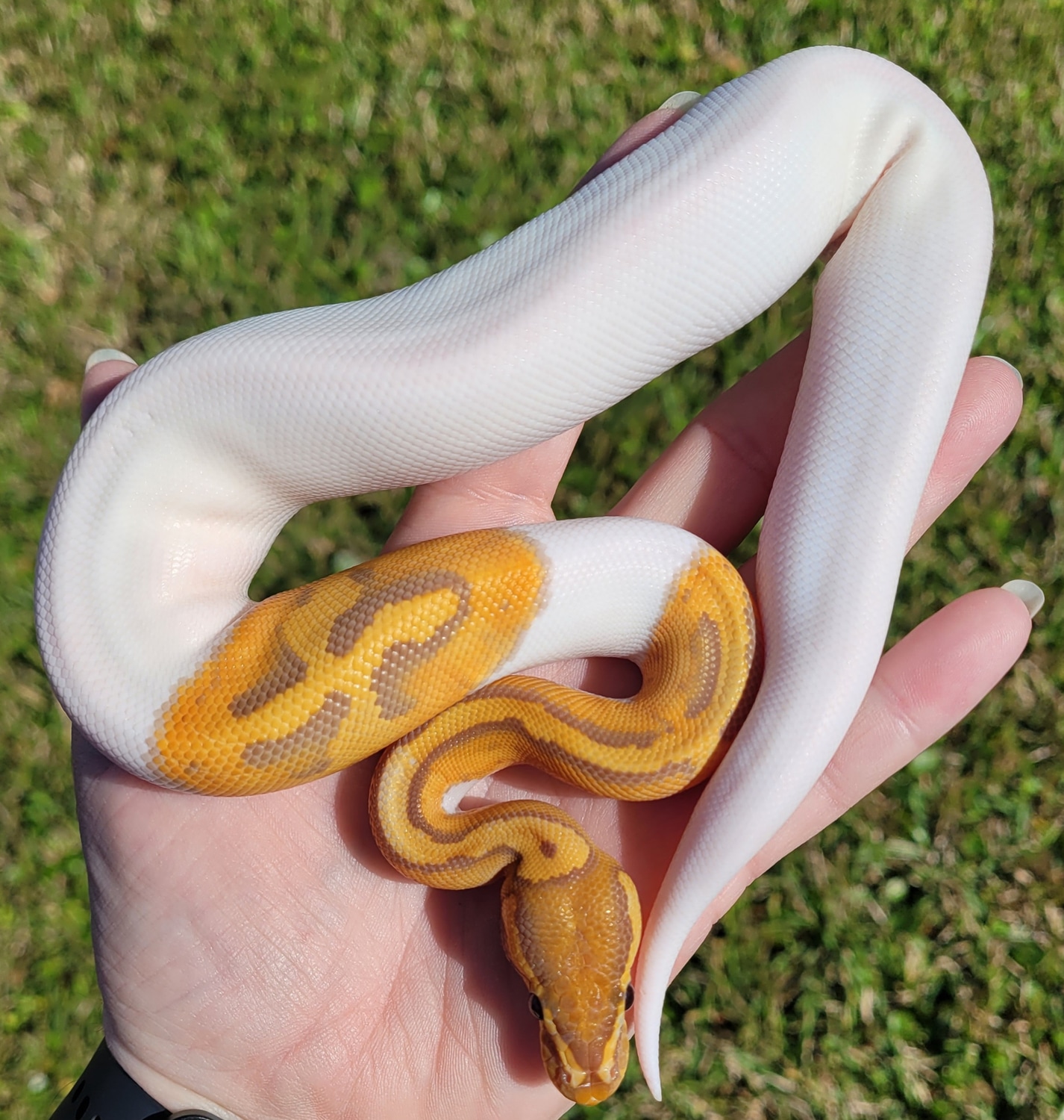 Palm Pythons's Collection - MorphMarket