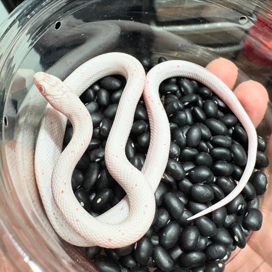 Amel Palmetto Corn Snake by Palm Pythons