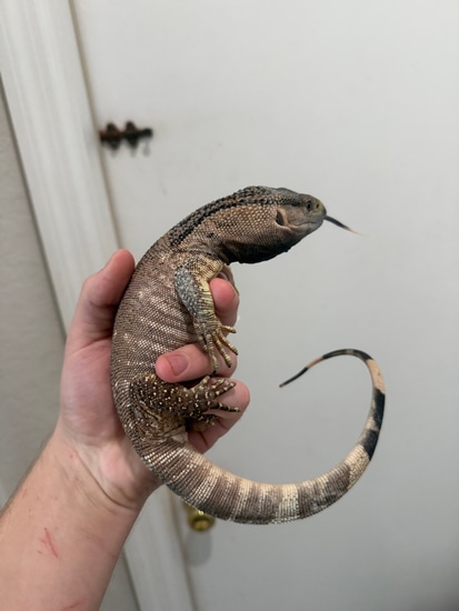 Black Throat Monitor Black-Throated Monitor by Blue Element Reptiles