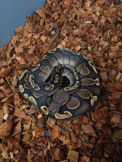 GHI Mahogany Ball Python by Pythonatix