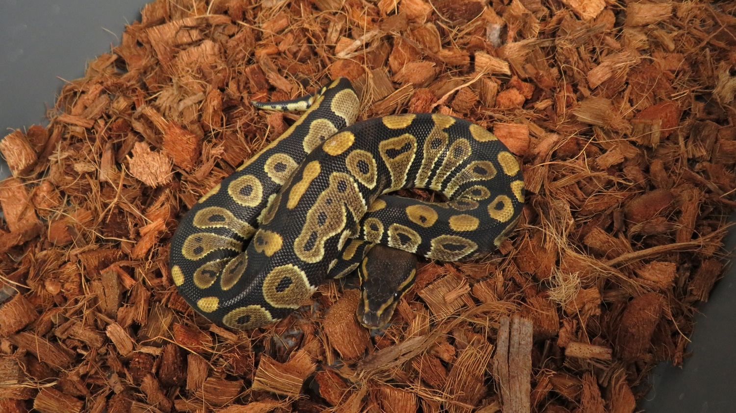 Mahogany Ball Python by Sigma Serpents - MorphMarket