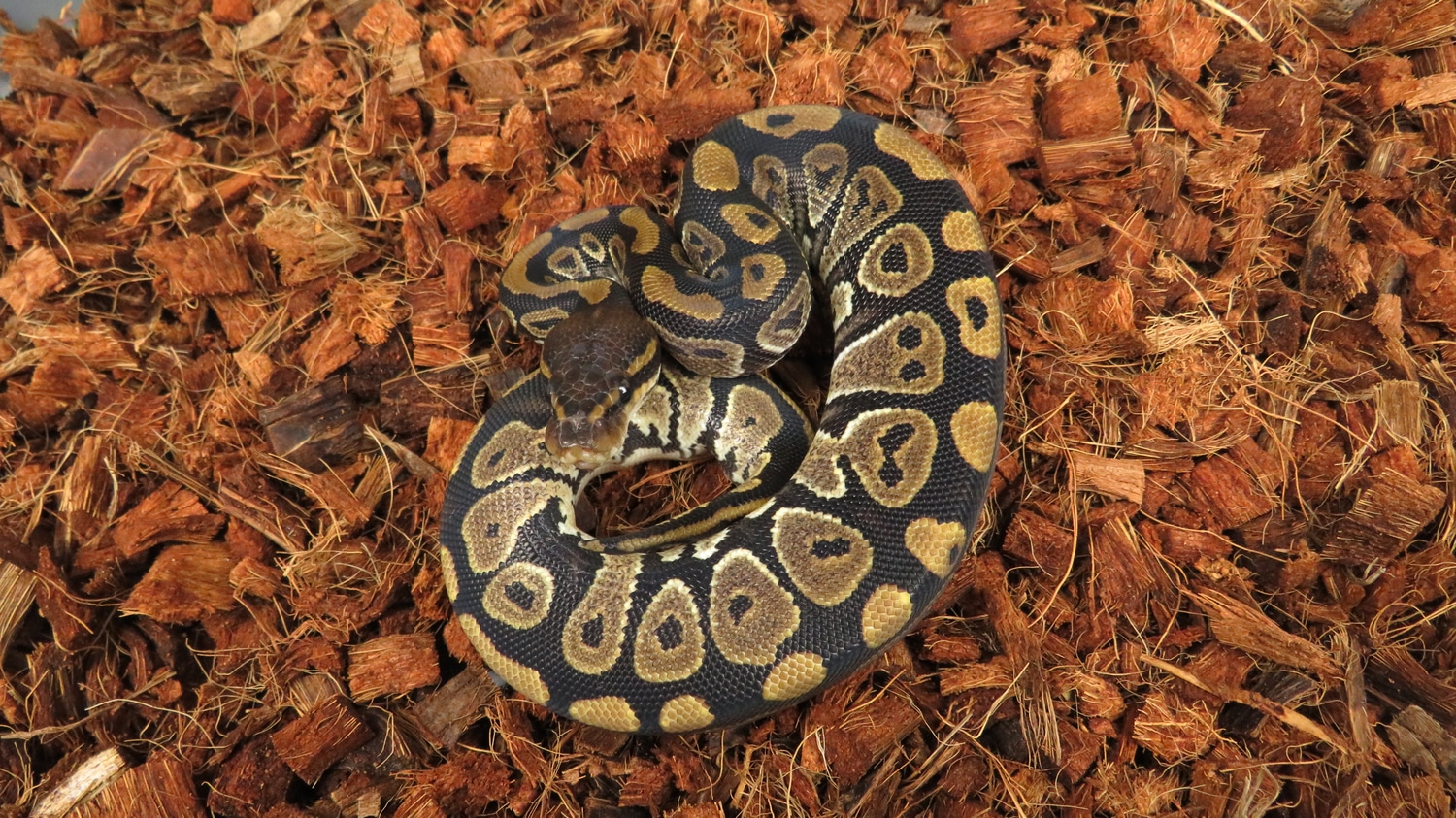 Mahogany Ball Python by Sigma Serpents - MorphMarket