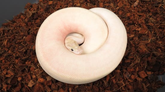 Fire Ivory Ball Python by Pythonatix