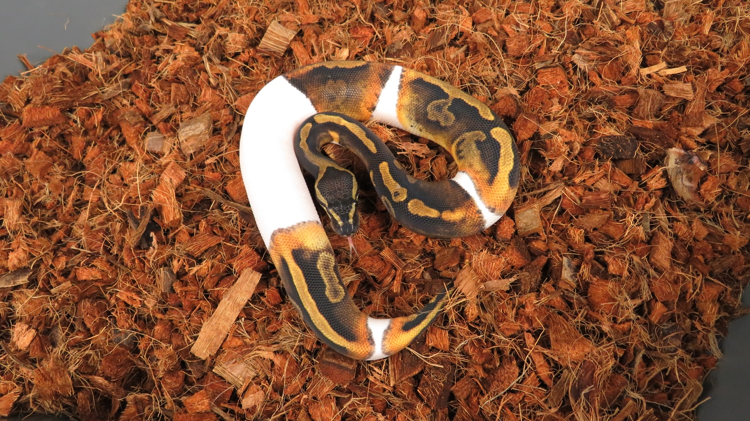 GHI Piebald Ball Python by Sigma Serpents - MorphMarket
