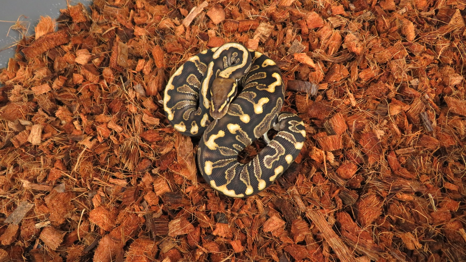 GHI Chocolate Spotnose Het Clown Ball Python by Sigma Serpents ...