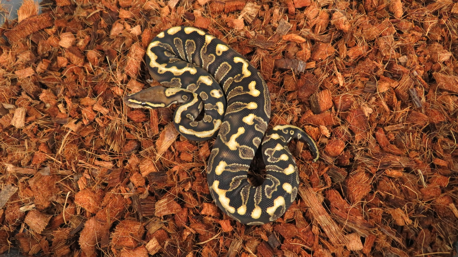 GHI Chocolate Spotnose Het Clown Ball Python by Sigma Serpents ...