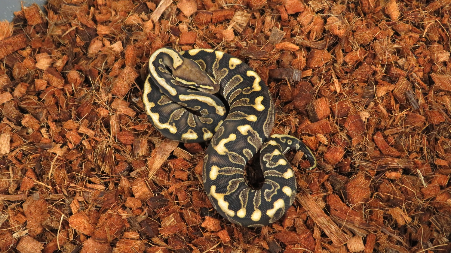GHI Chocolate Spotnose Het Clown Ball Python by Sigma Serpents ...