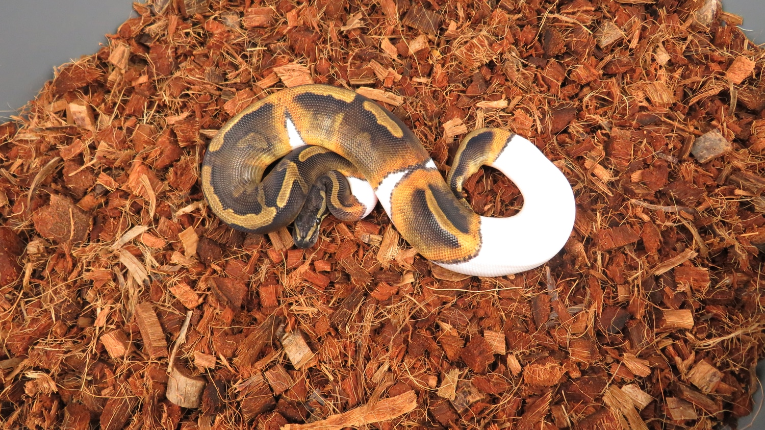 GHI (Leo) Piebald (Free Shipping) Ball Python by Sigma Serpents ...
