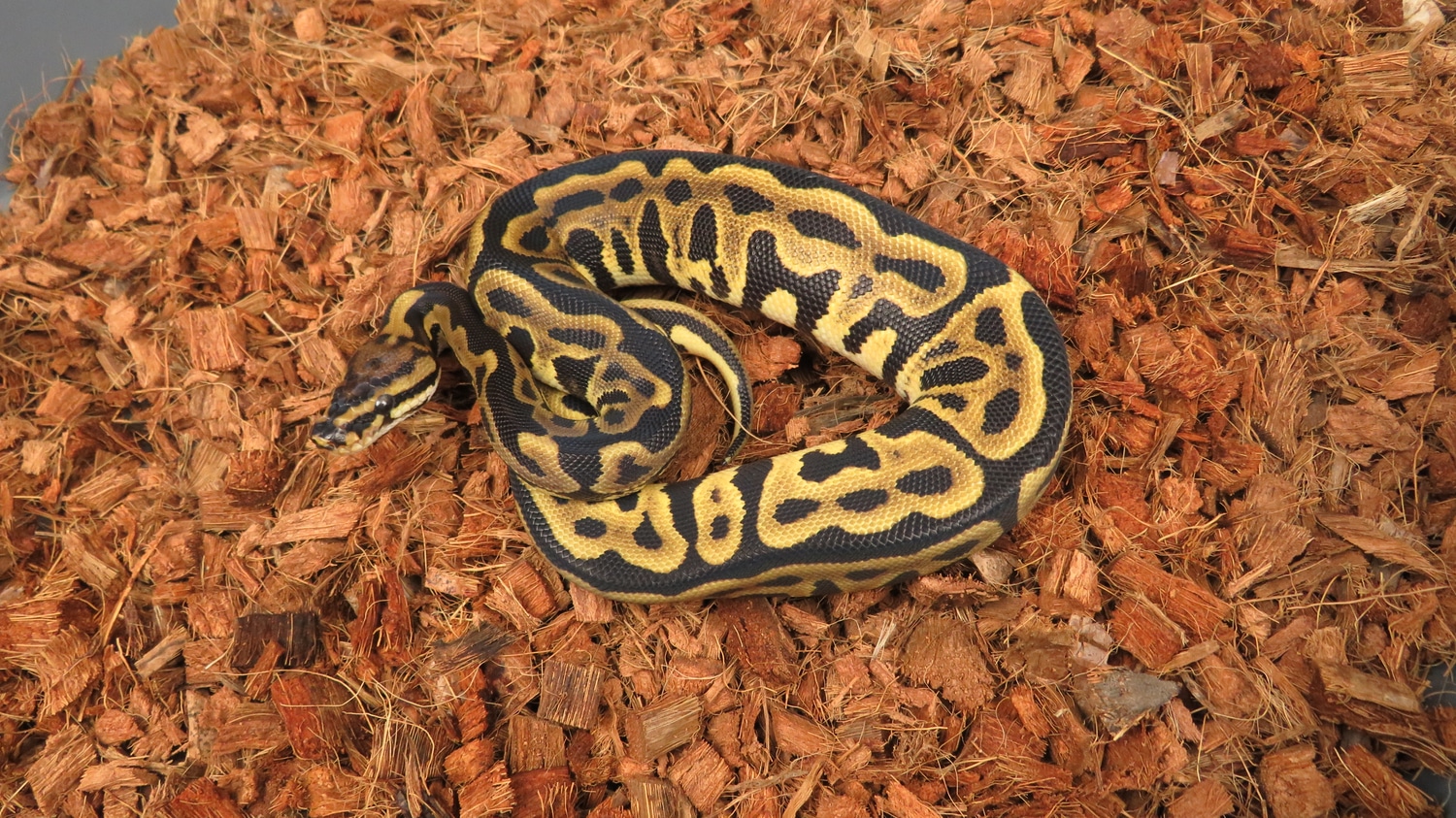 Leopard Spotnose (YB) (Free Shipping) Ball Python by Sigma Serpents - MorphMarket