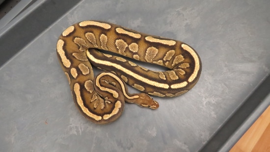 Cinder Fire YB (Free Shipping) Ball Python by Pythonatix