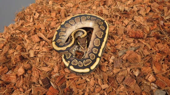 GHI Mahogany Spotnose Het Clown Ball Python by Pythonatix