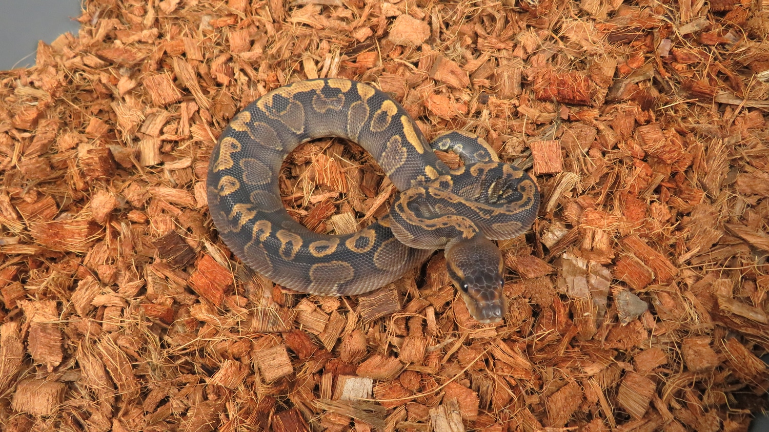 GHI Mahogany Het Clown (Free Shipping) Ball Python by Sigma Serpents ...