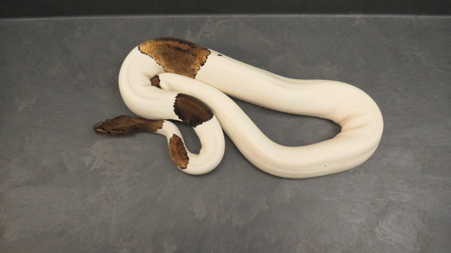 Mahogany Piebald (Free Shipping) Ball Python by Sigma Serpents ...