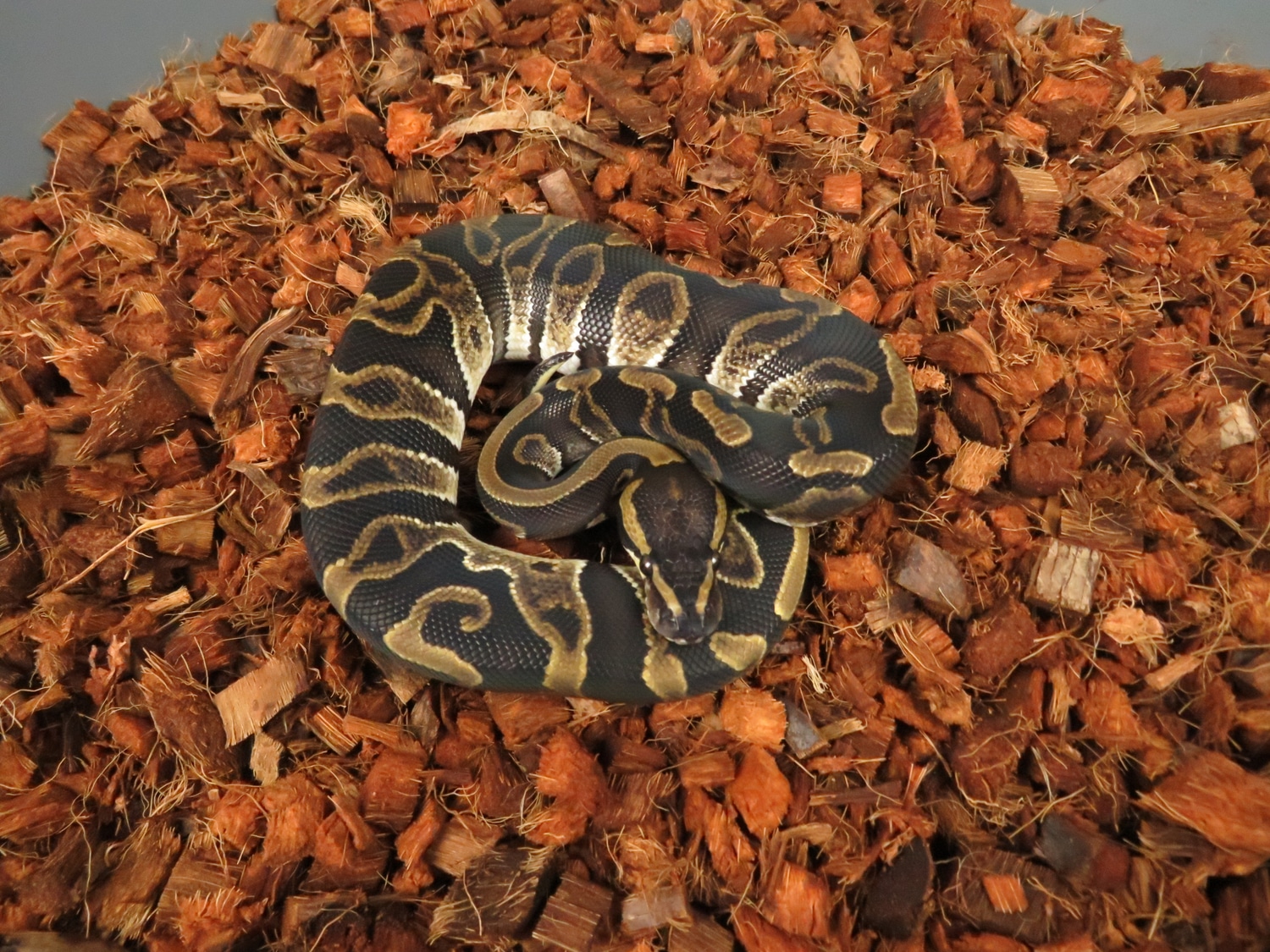 GHI Leo Het Pied Ball Python by Sigma Serpents - MorphMarket