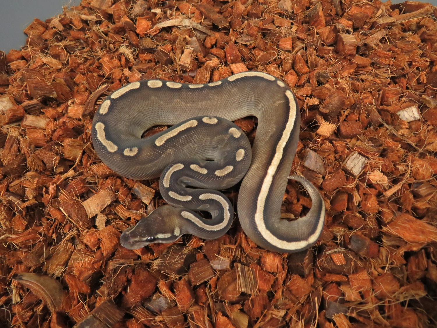 GHI Cinnamon Het Pied Ball Python by Sigma Serpents - MorphMarket