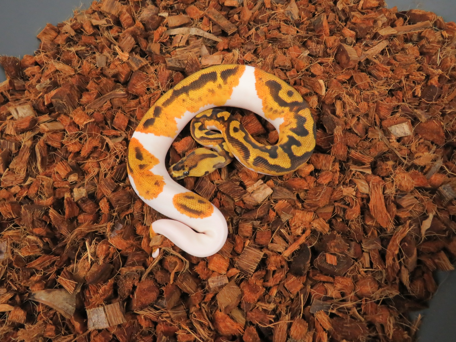 Enchi YB Clown Pied Ball Python by Sigma Serpents - MorphMarket