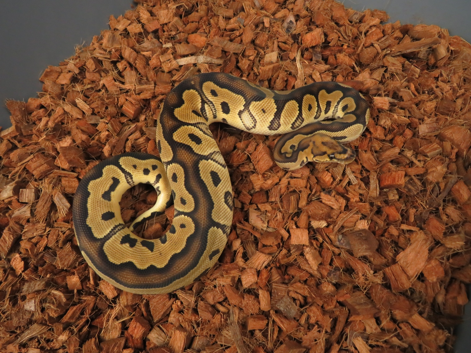 Clown Het Pied Ball Python by Sigma Serpents - MorphMarket