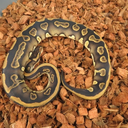 Pythonatix - MorphMarket