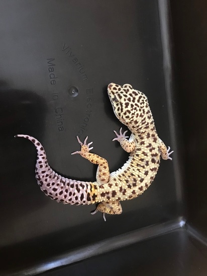 Eclipse Leopard Gecko by Galactic Geckos - MorphMarket