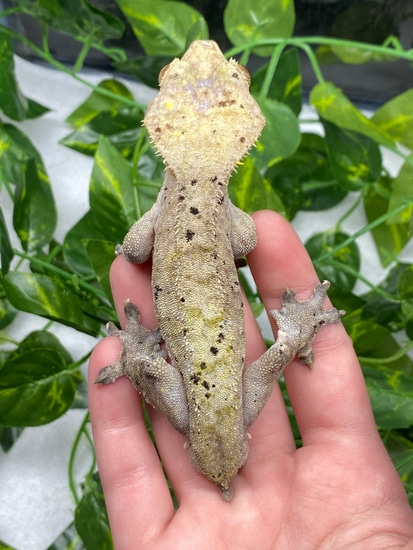 Olive Flame W/ Dalmatian Spots Crested Gecko by Alexys geckos and python