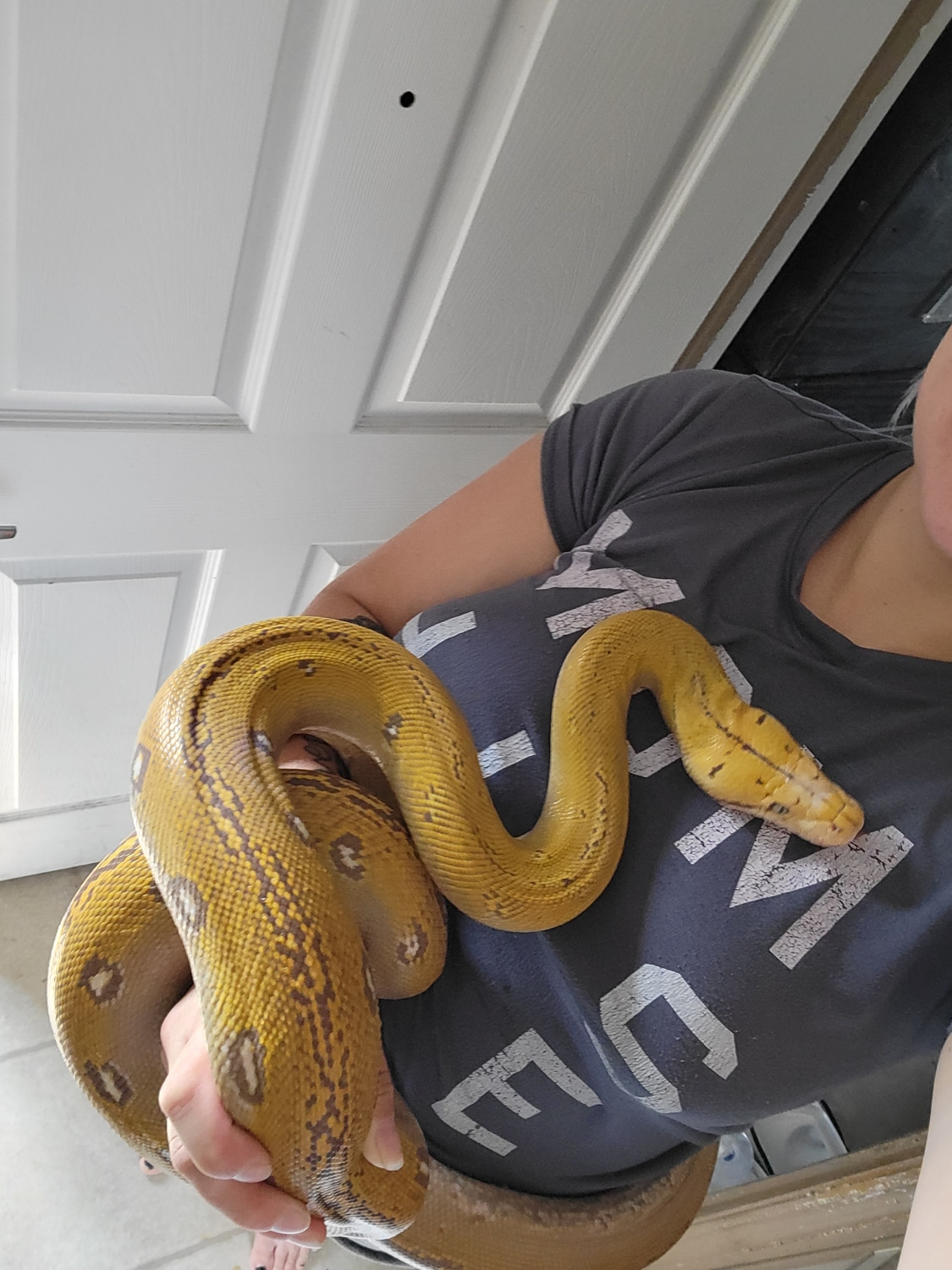 Orange Glow Goldenchild 100% Het Purple Reticulated Python by Alys ...