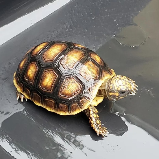 Redfoot Hatchlings Red-Footed Tortoise by Redfoot Ranch,LLC