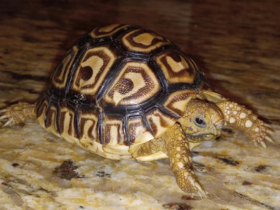 Jumbos Leopard Tortoise by Redfoot Ranch,LLC