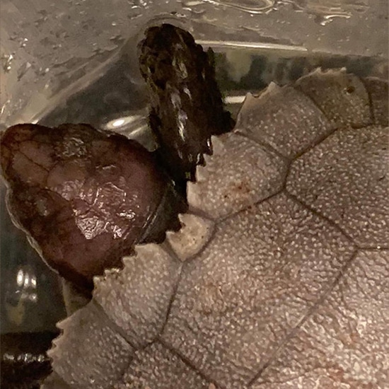 Burmese Mountain Brown Hatchlings Slider Turtle by Redfoot Ranch,LLC