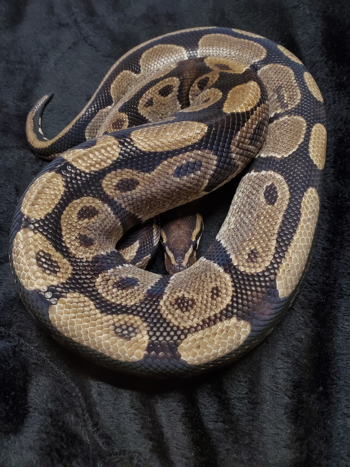 Dark Enchi Adult Male Ball Python by Lady Phoenix Reptiles - MorphMarket