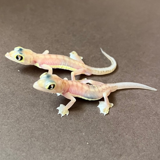 Pair Pachydactylus Rangei More Gecko by Alien Creatures