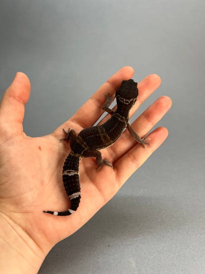 75% Blacknight Leopard Gecko by Alien Creatures