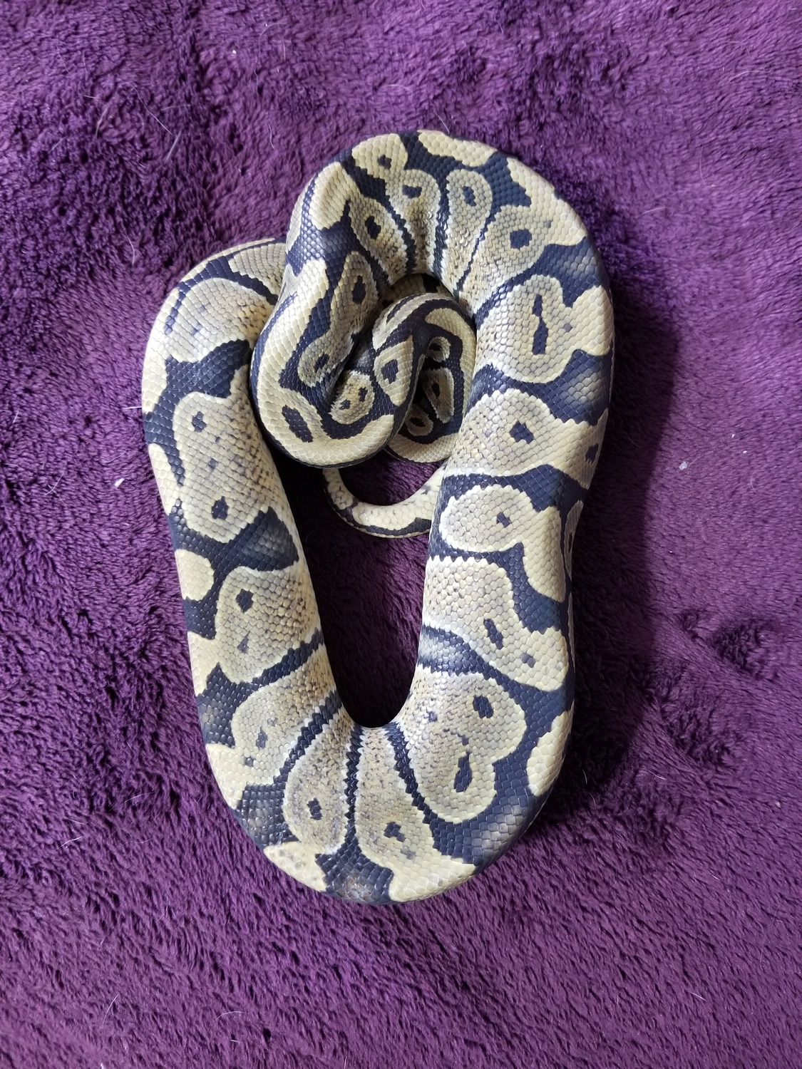 Ghost Ball Python by Alien Exotics - MorphMarket