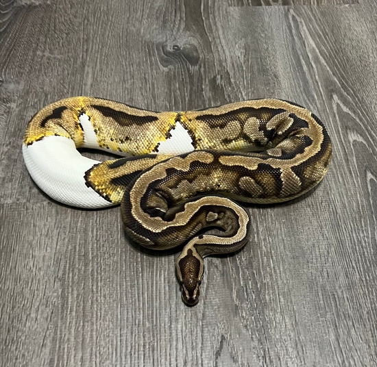 Pied Het Lavender Ball Python by PDR Reptiles