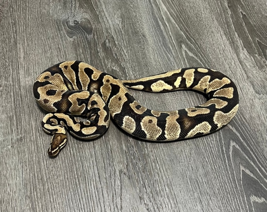 Orange Dream Yellow Belly Het Clown Ball Python by PDR Reptiles