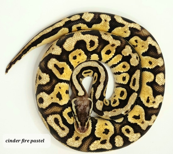 Cinder Fire Pastel Ball Python by Alienium