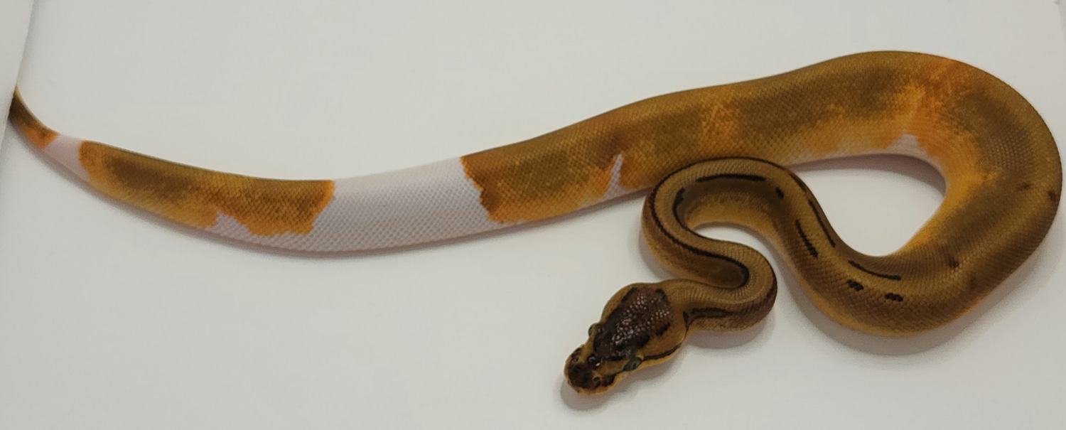 Pinstripe OD Enchi Leopard Yb Pied Ball Python by Alienium - MorphMarket
