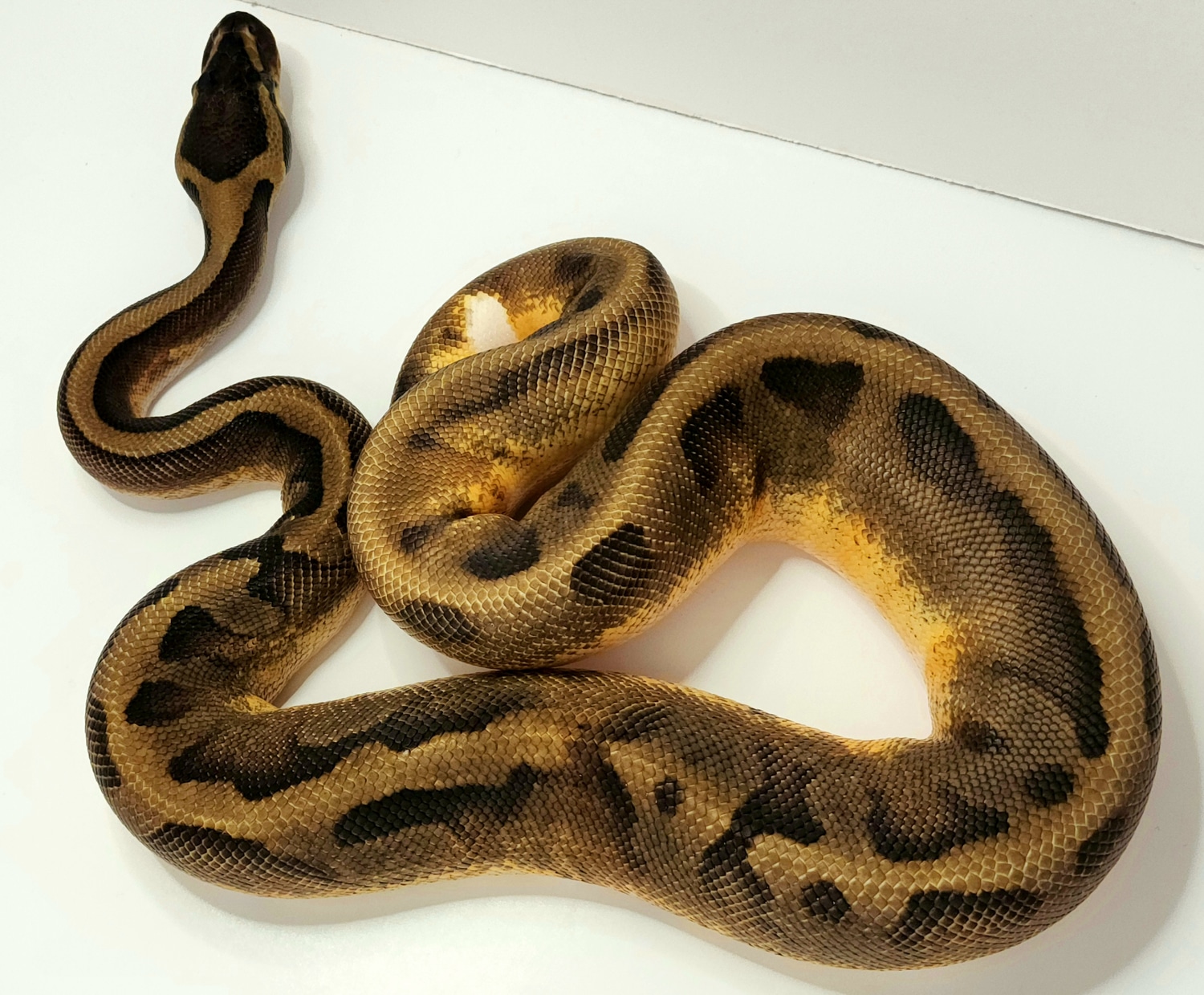 Enchi Leopard Yb Pied Ball Python by Alienium - MorphMarket