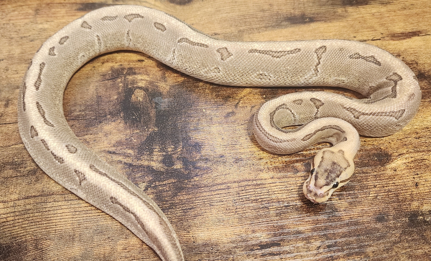 Sandblast Leopard Yellowbelly Pinstripe Het Pied Ball Python by ...
