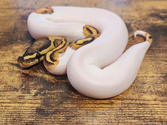 Fire Leopard Calico Pied Ball Python by Alienium