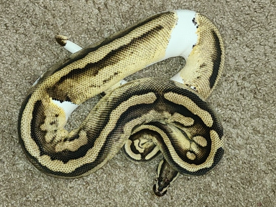 Pastel Pied Ball Python by Alienium