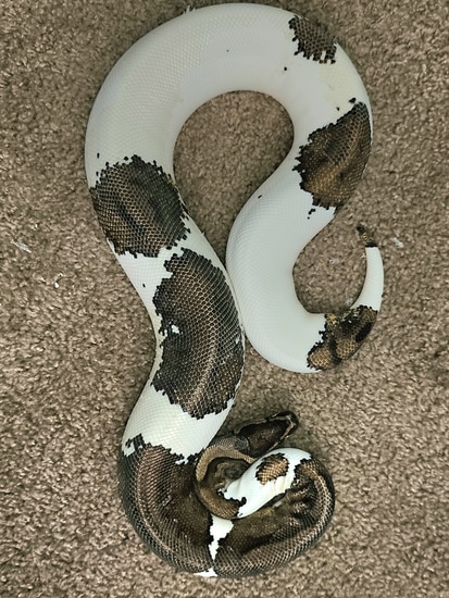 Calico Leopard Pied Ball Python by Alienium