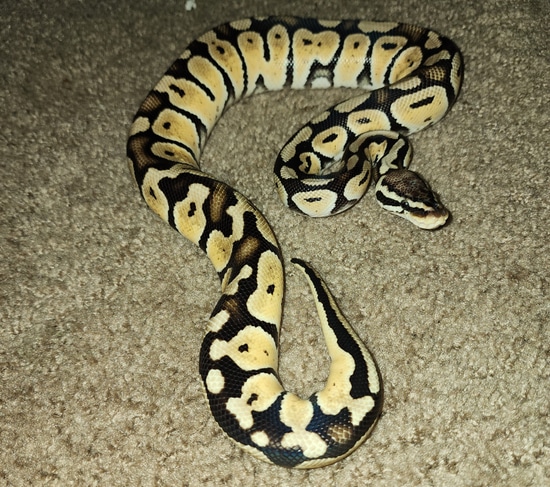 Nr Mandarin Pastel Ball Python by Alienium
