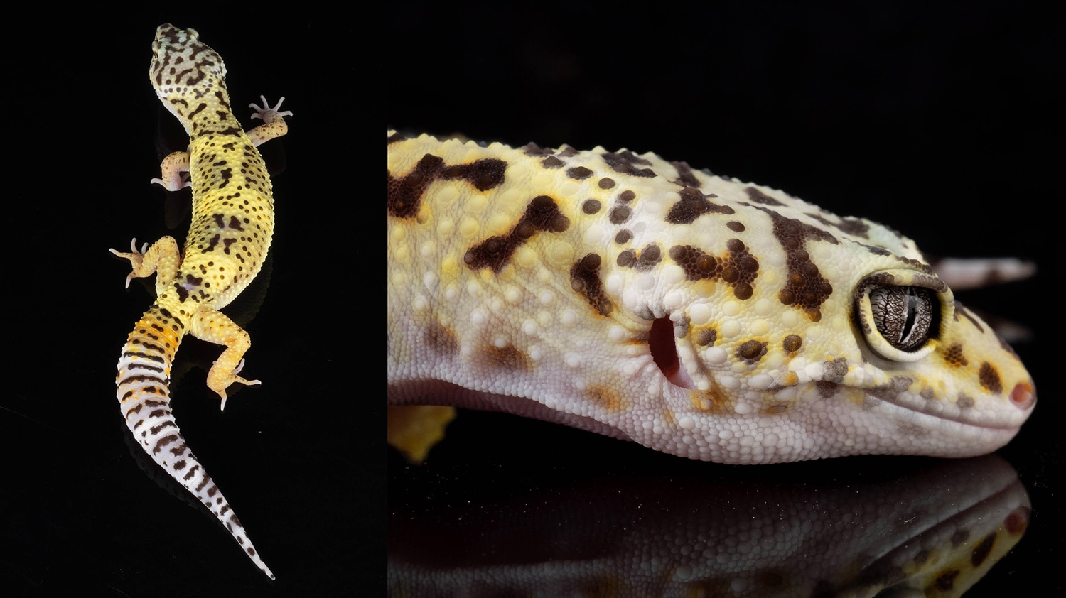 Lemon Frost (LG190827IF1) Leopard Gecko by Ali Cat's Animals - MorphMarket