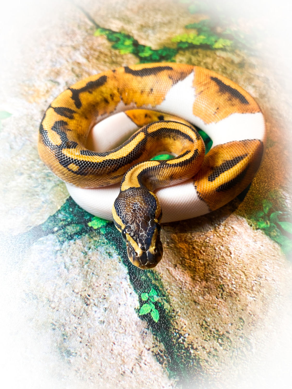 Piebald Python Ball Python by Medusa Reptiles - MorphMarket