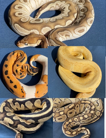 Multiple RTB And High End Ball Python by Medusa Reptiles