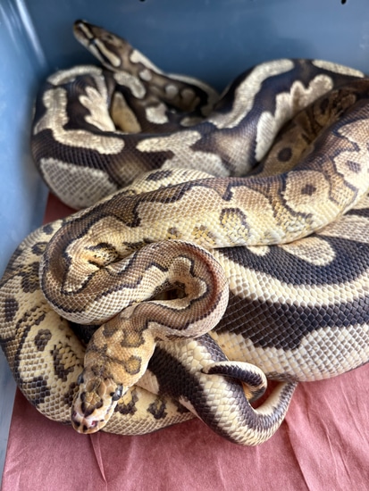PB Clown Fire Gravel Ball Python by Medusa Reptiles