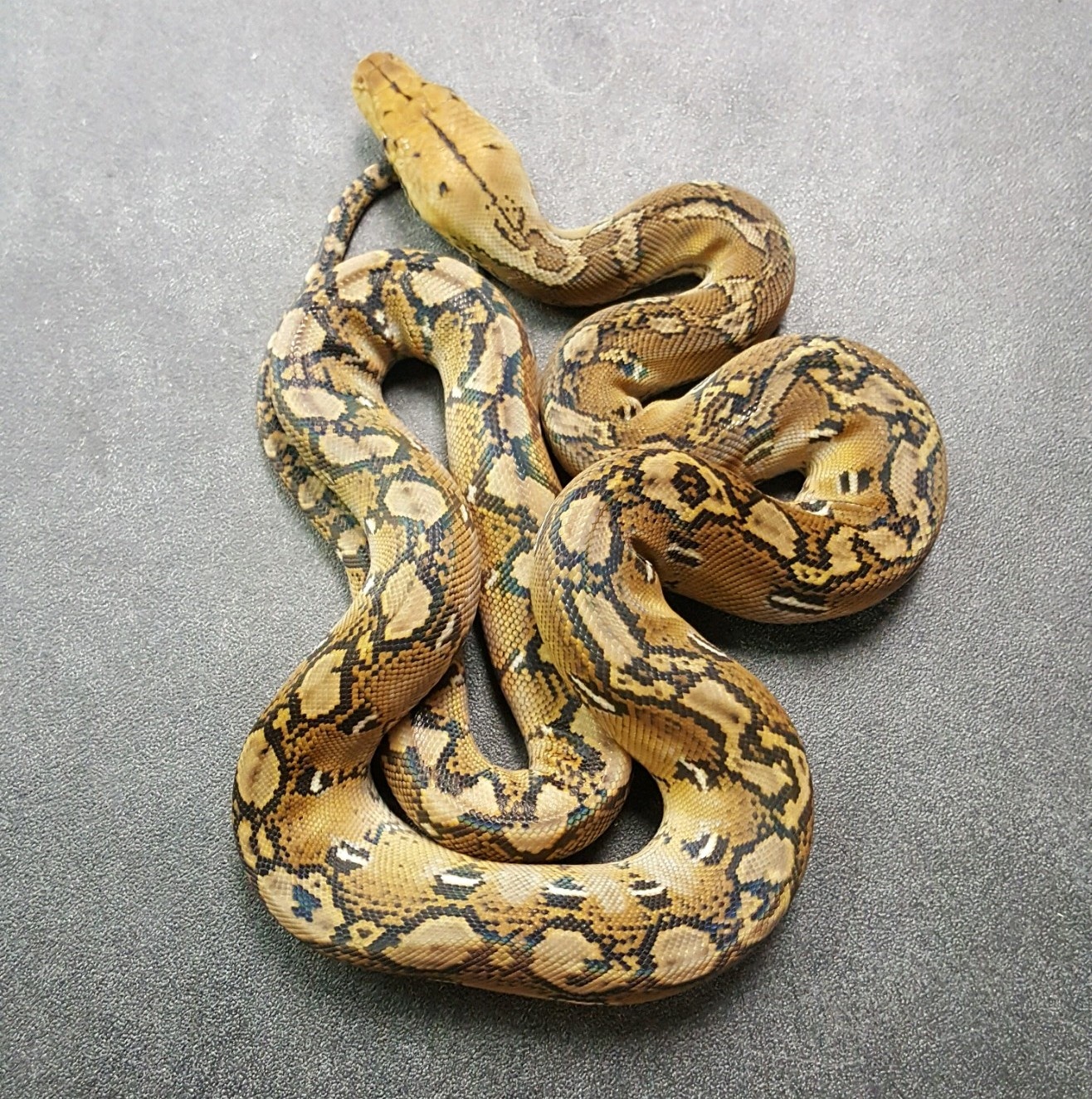 Yellowhead Marble Reticulated Python by A-List Animals - MorphMarket
